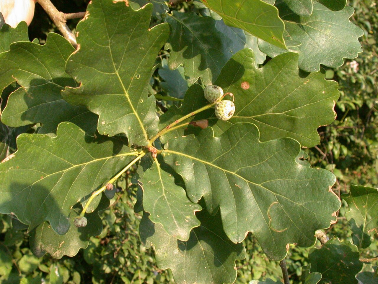 Essences locales | Arbre et Paysage 32